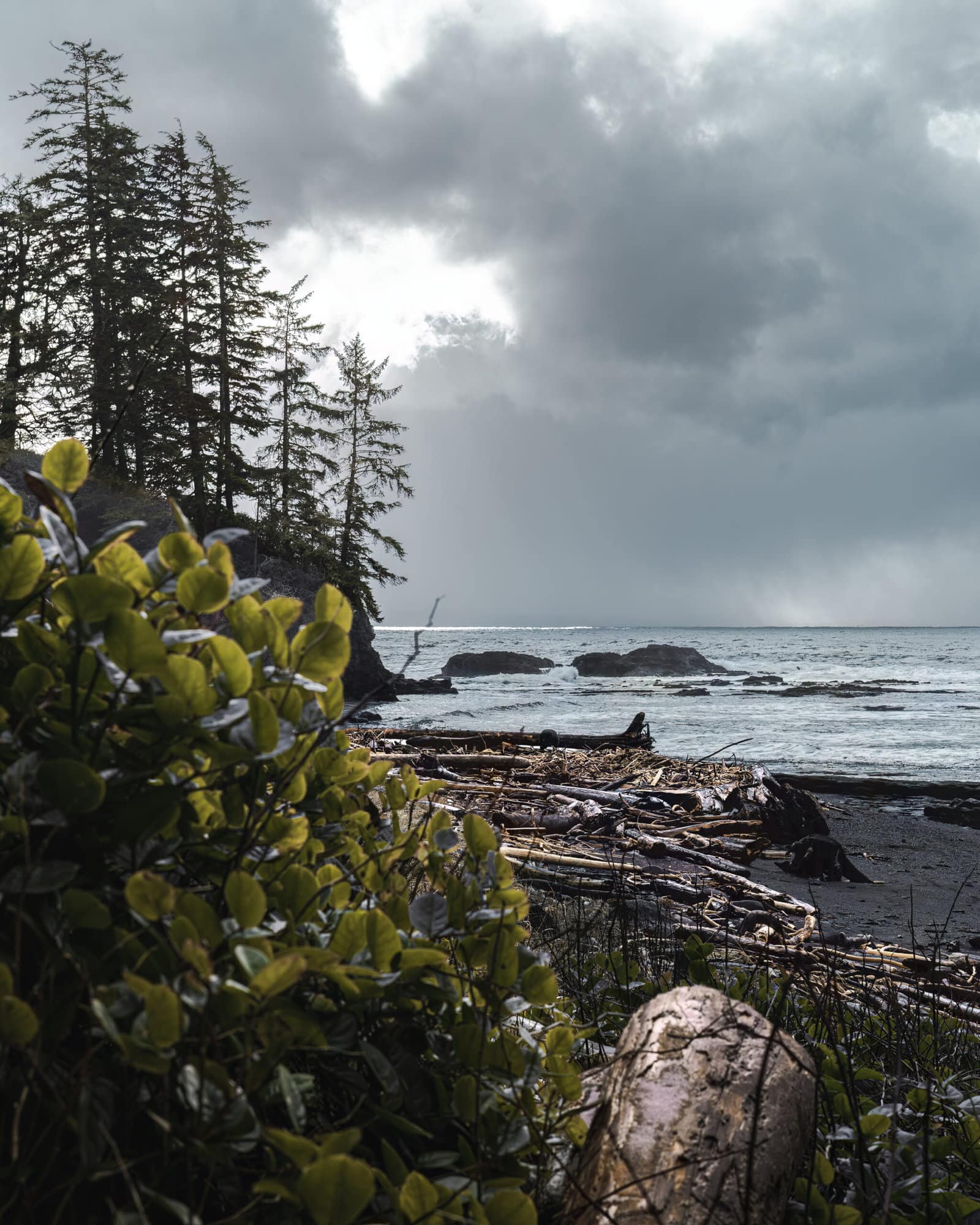 Our Winter Getaway To Port Renfrew: The Tall Tree Capital of Canada ...